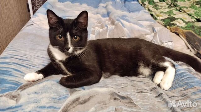 Котик в дар