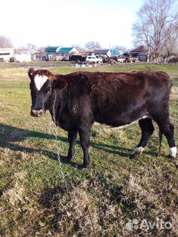 Телка на мясо