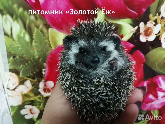 Декоративные ежи, доставка, зоотовары для ежей