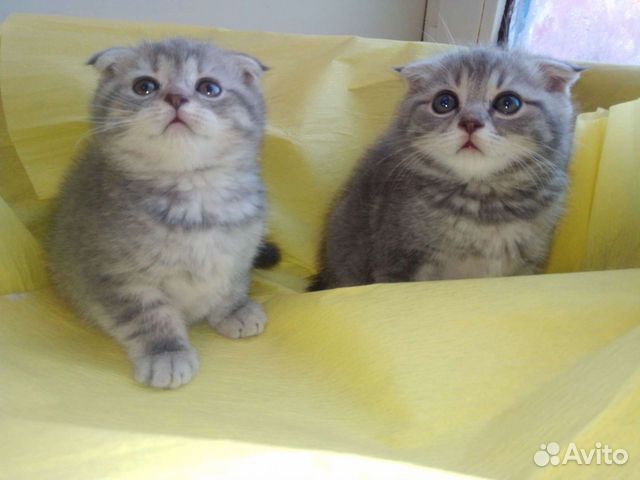 Котята британские, вислоухие