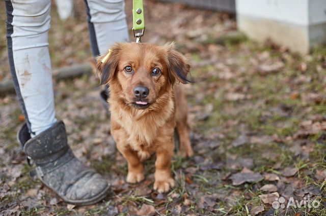 Ищет лучший дом мелкая собачка Рэдди