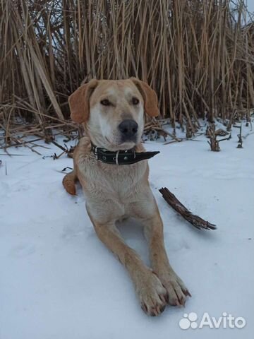 Активная собака в добрые руки