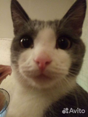 Отдам кота Бориса