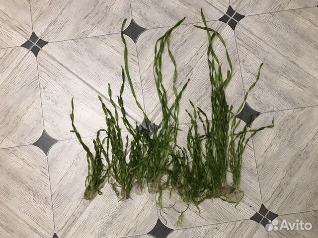 Валиснерия спиральная. Растение в аквариум