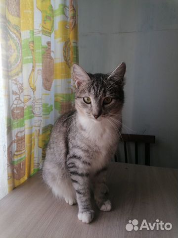 Кошка