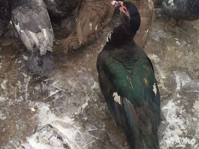 Селезень индоутки