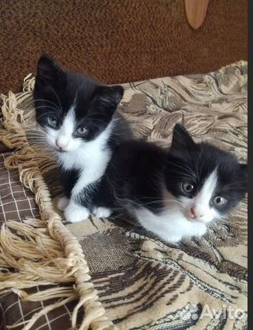 Отдаются котята в хорошую семью