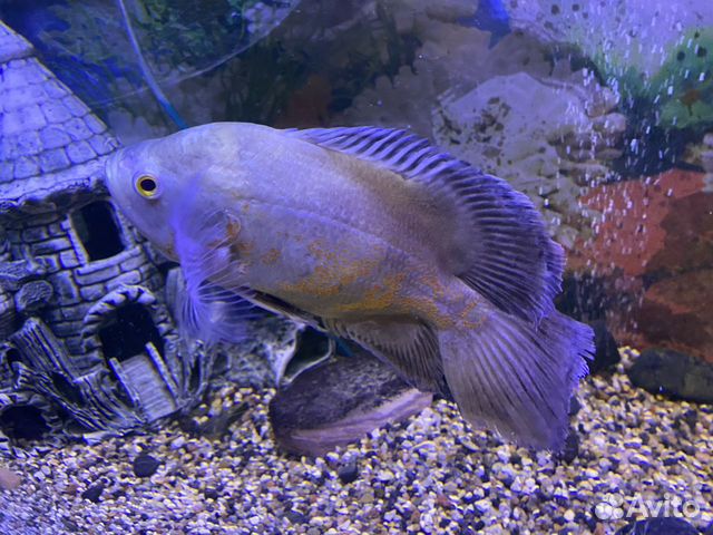 Астронотус, дельфин, красная зебра, белый принц, е