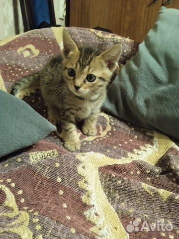 Кошечка