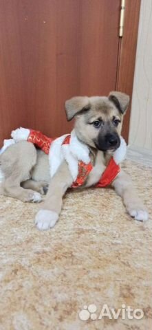 Щенок в добрые руки бесплатно