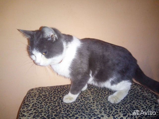 Найден кот с ошейником