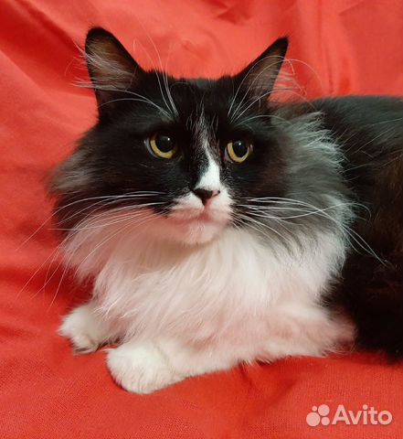 Метис турецкой ангоры в добрые руки