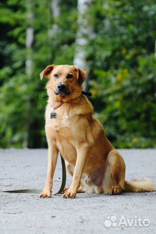 Красавчик Твикс