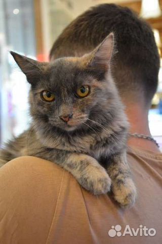 Полупородистая крошка в добрые руки