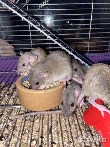 Крысята