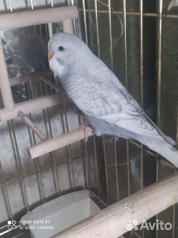 Птенцы волнистые попугайчики(папа полу-чех, мама