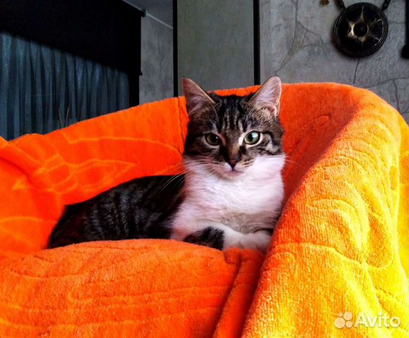 Котёнок Чак, дикого окраса, 3 5 месяца