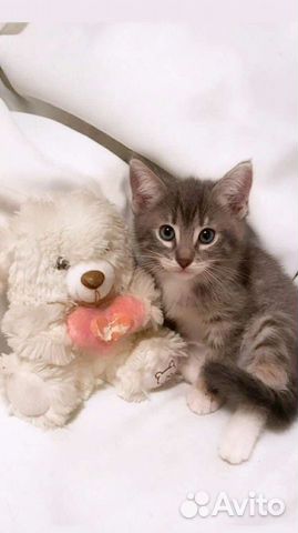 Котёнок Дымка