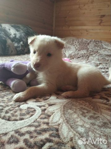 Щенок мальчик Оскар 1,5 мес