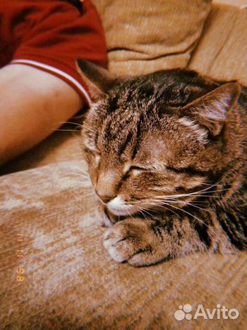 Отдадим кота в добрые руки