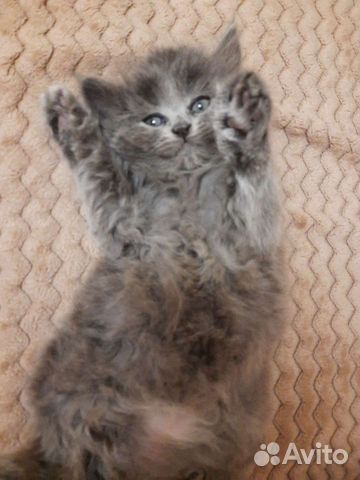 Кошечка метис Шотландской