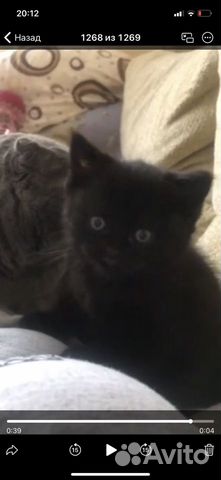 Котенок