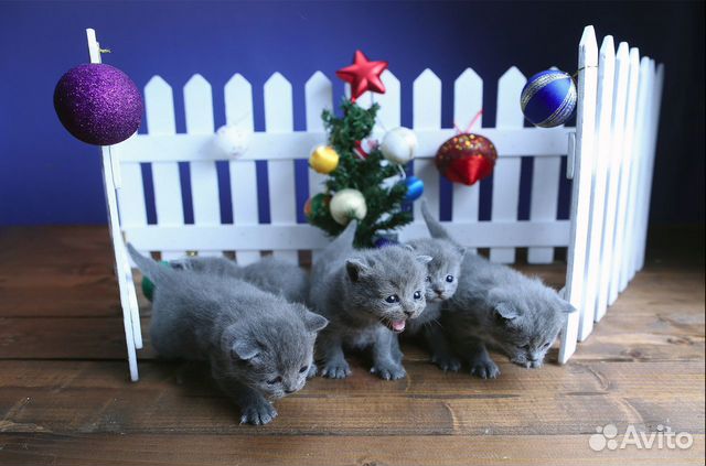 Британские котята девочки 2 мес