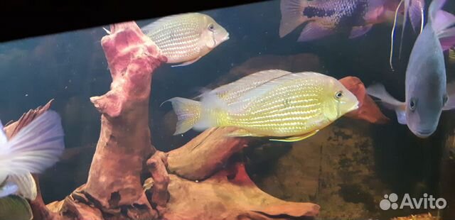 Геофагус таниепареус