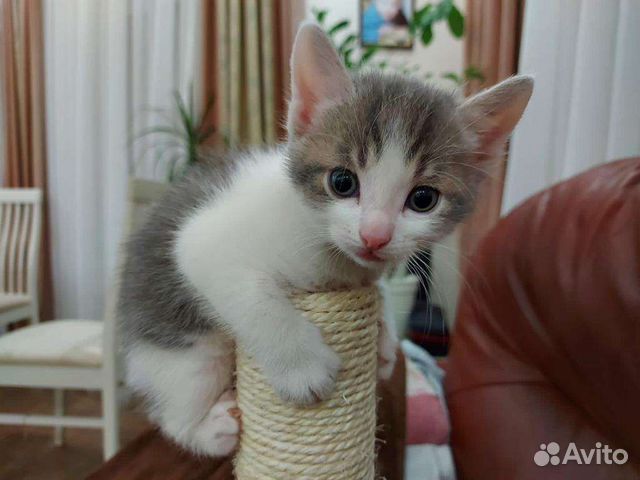 Котята