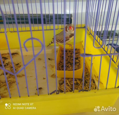 Зебровые амадины