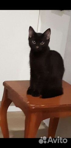 Кот
