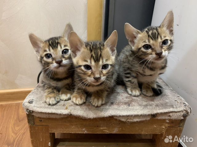Бенгальские котята
