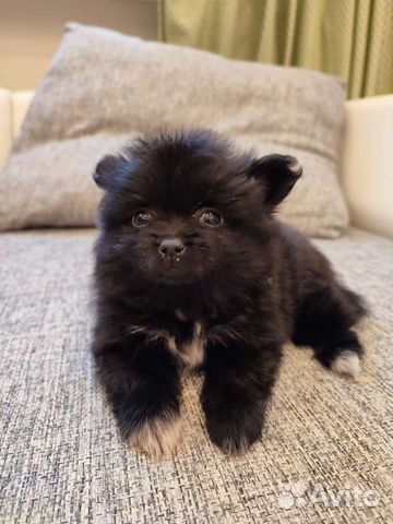 Померанский шпиц мини