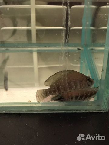 Рыбки Кальвус