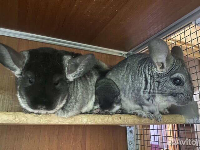 Шиншилла Черный Бархат мальчик-Зеленоград