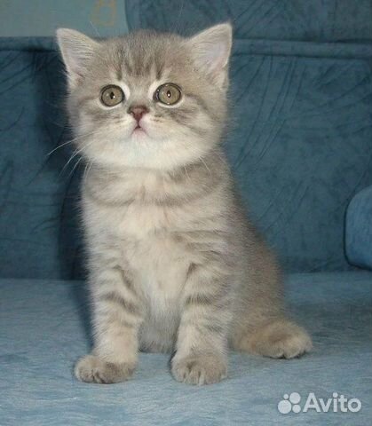 Шотландская кошечка