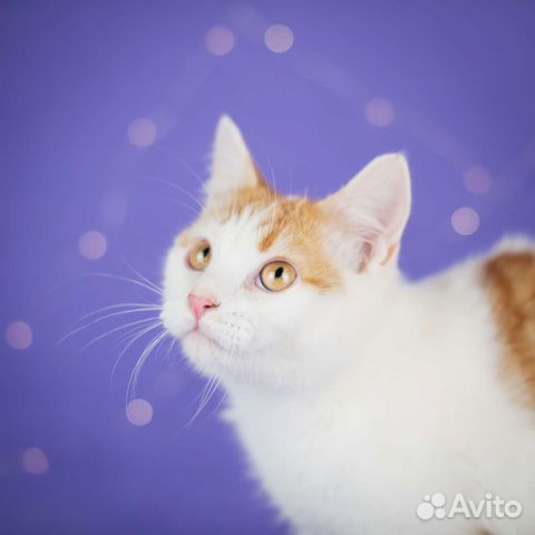 Котенок мальчик