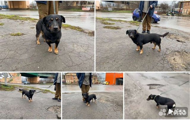 Собака мальчик маленький ищет дом