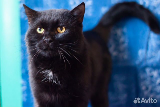 Кот Черныш, 3 года