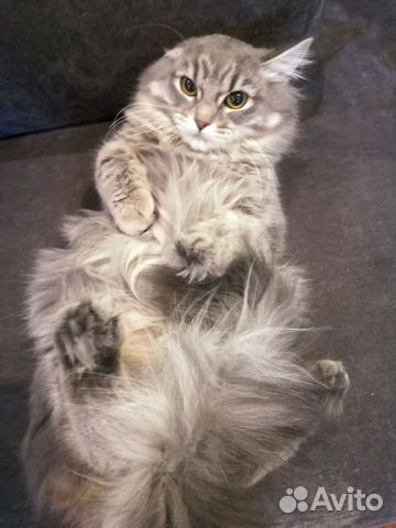 Сибирская британочка