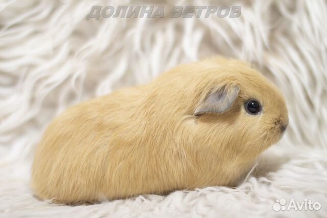 Мальчик английский селф морская свинка