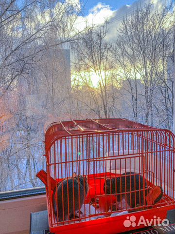 Отдам крысок