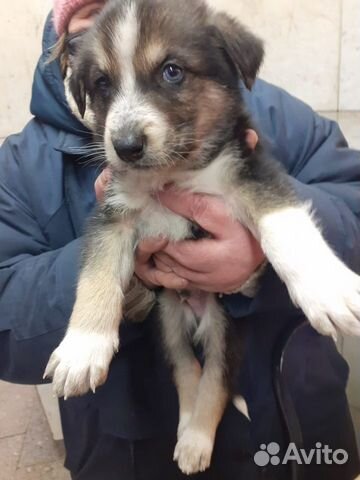 Щенок,возраст 2 месяца, ищет семью