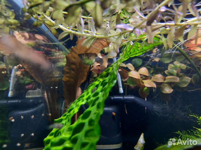 Гуппи девочка беременная