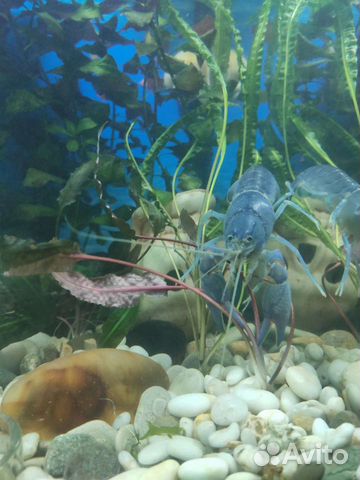 Рак австралийский Ябби