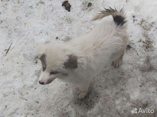 Отдам в добрые руки щенок-девочка месяца 3-4,с гол