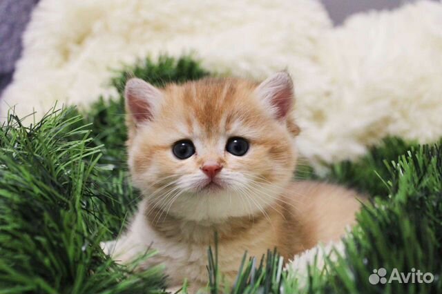Котята золотая шиншилла