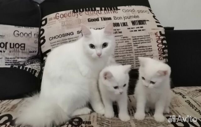 Белые котята с разными глазами