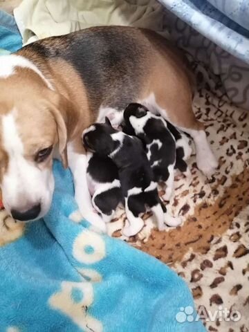 Щенки бигль