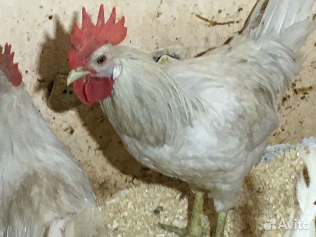 Петушки 3х месячные